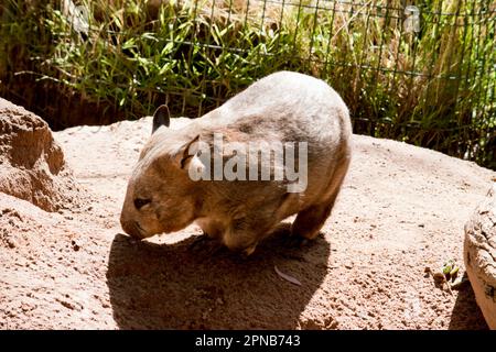 Die haarigen Wombats haben weicheres Fell, längere und spitzere Ohren ...