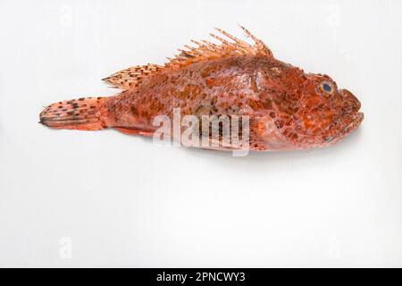 Der Salzwasser-Tiefseefisch, der Rotbarsch, bevölkert warme gemäßigte ...