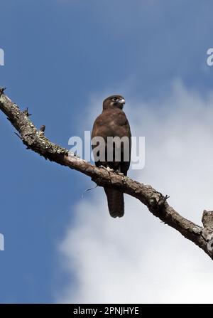 Ein brauner Falke, ein Falkenvogel mit einem toten Vogel, der gerade in ...