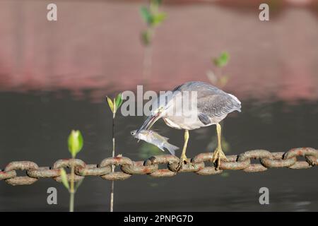 Ein einzelner erwachsener Reiher mit Fischen im Schnabel, der eine ...