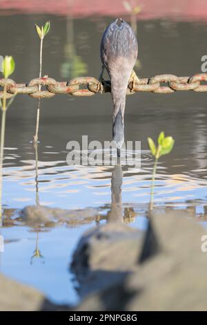 Ein erwachsener Streifenreiher, der eine Helipad-Ankerkette als ...