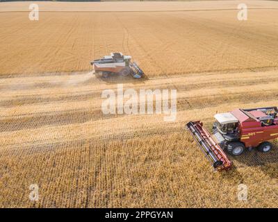 Mähdrescher mäht Weizen im field.Agro-industry.Combine-Erntemaschinen ...