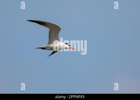 Eine kaspische Seeerne, die größte der Seen, gleitet durch die Luft auf ...