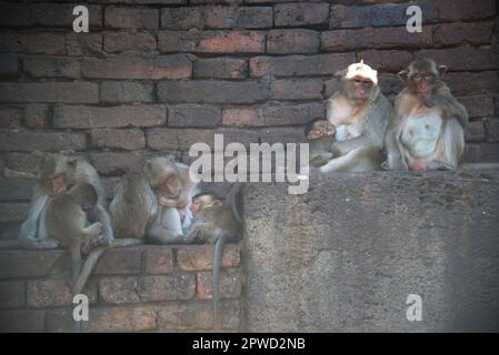 Eine Gruppe von Affen, die an einer alten Stätte im Phra Pang Sam Yot ...