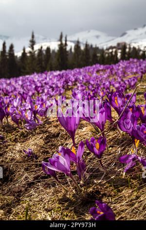 In der Nähe von schönen blühenden Krokusse im Frühling. Blick auf die ...
