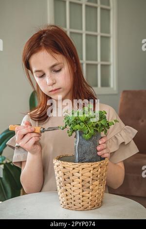 Baby-Gemüse von Hand in Blumentopf Pflanzen. Okra. Gumbo. Der Finger der Baby-Lady ...