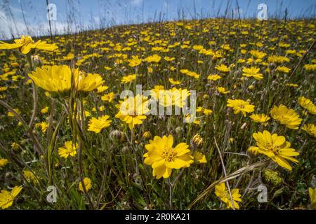 Blühende Hemizonia congesta - Hayfield Tarweed auf einem Feld in ...