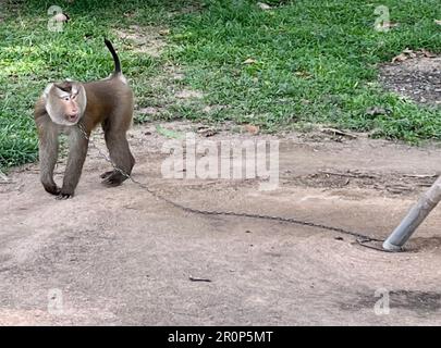 Koh Samui, Thailand. 17. März 2023. Besitzer Lek holt seinen Affen Nong ...