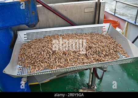 Krabbenfischer, Krabbenkutter, Schleppnetz, Schleppnetz, Schleppnetz ...