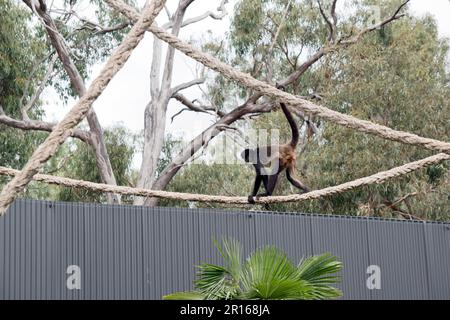 Der Klammeraffe hat Daumenlose Hände, dieser schrullige Potbumartige ...