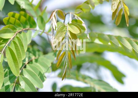 Senna siamea, Mezali oder Caesalpinioideae oder DETARIOIDEAE oder ...