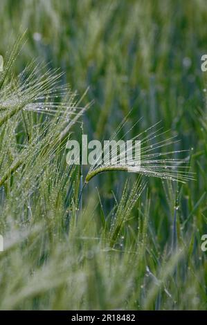 Köln, Deutschland. 12. Mai 2023. Julia Beautx (richtiger Name Julia ...