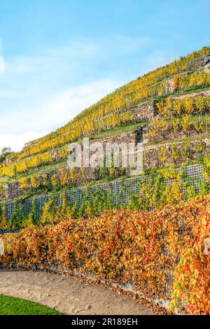 Schloss Wackerbarth, Barockgarten, Weinberge, Radebeul, Sachsen ...