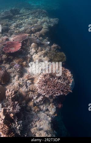 Am Rand des Riffs mit Transfer zu Riffmauer und Korallen und Indo ...