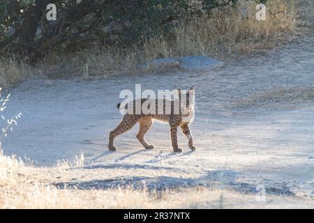 Iberischer Luchs (Lynx pardinus), Pardel Luchs, was Leopardenflecken ...