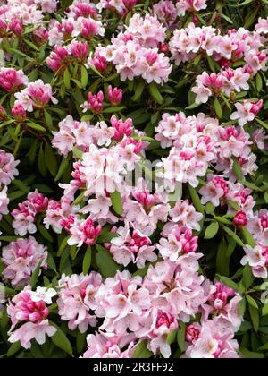 Blühende rosa Azaleen im Frühlingsgarten, voller lebendiger Farben und ...