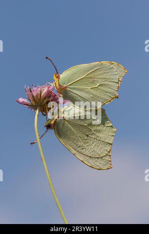 Gonepteryx cleopatra, bekannt als Cleopatra, Cleopatra Butterfly ...