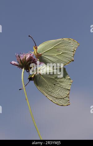Gonepteryx cleopatra, bekannt als Cleopatra, Cleopatra Butterfly ...