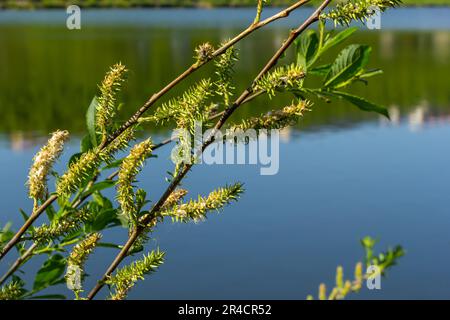 Blumen von Salix viminalis an sonnigen Tagen. Blüte der Korbweide im ...
