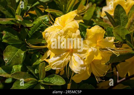 Blühende Blüten von Rhododendron anneke Yellow Azalea. Nahaufnahme ...