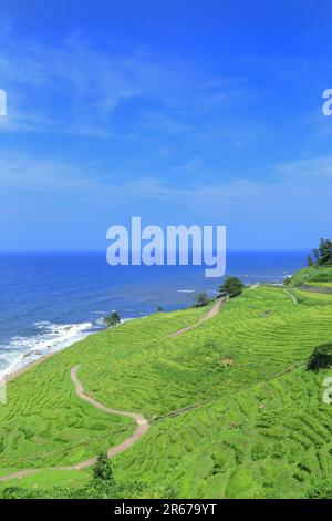 Shiroyone Senmaida Rice Terraces - ein malerischer Hügel mit ...