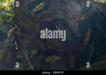 Ein Honigjäger hängt an einem Seil, um Honig aus der Wabe wilder Bienen ...