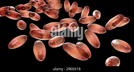 Pestbakterien (Yersinia pestis), Computerdarstellung. Y. pestis sind ...