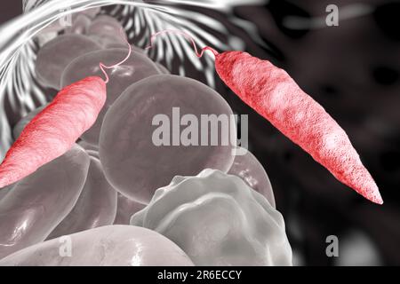 Leishmania sp. Protozoen im Blut, Computerdarstellung. Dieser Parasit ...