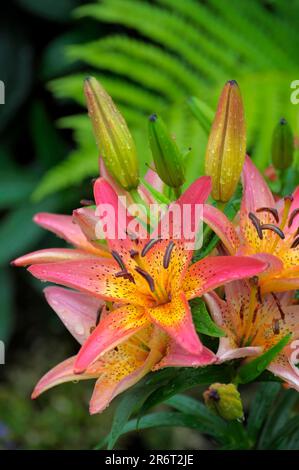 Blühende Lilien im Garten Stockfotografie - Alamy