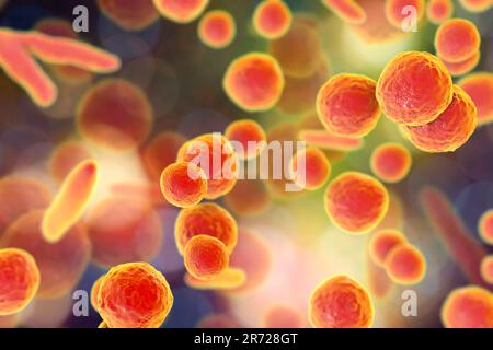 Mykoplasma-Bakterien, Computerdarstellung. Mykoplasmen sind die ...