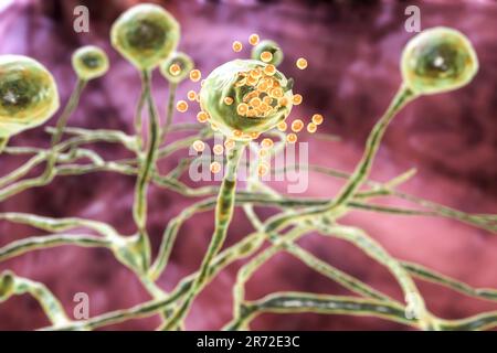 Mucor-Schimmel, auch bekannt als Schwarzer Pilz, Brotschimmelpilz ...