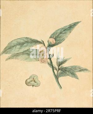 „Elemente der Botanik, wie von Linnaeus festgelegt; mit Beispielen zur ...