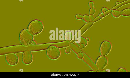 Candida tropicalis-Hefen, mikroskopische Pilze, die Infektionen bei ...