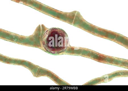 Basidiobolus ranarum mikroskopische Pilze, 3D-Darstellung. Chronische ...