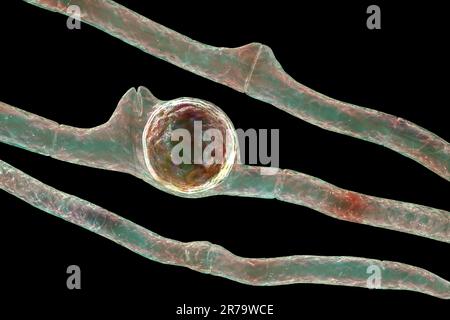 Basidiobolus ranarum mikroskopische Pilze, 3D-Darstellung. Chronische ...