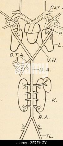 Elemente Der Biologie Ein Praktisches Lehrbuch Korrelation Von