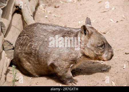 Die haarigen Wombats haben weicheres Fell, längere und spitzere Ohren ...