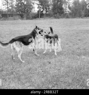 Tatsächlich 27-3-1960: Bikkjer mit Staatsgehalt Polizeihunde aus dem ...
