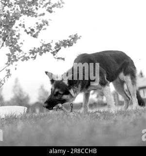 Tatsächlich 27-3-1960: Bikkjer mit Staatsgehalt Polizeihunde aus dem ...