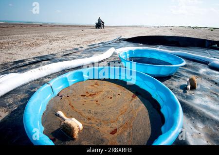 Dekontaminieren Sie Pools entlang des Strandes auf Grand Terre Island ...