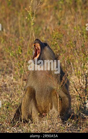 Botswana, Chobe National Park, Pavian sitzend im Baum Stockfotografie ...