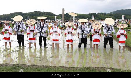 Izawa-no-miya Otaue-shiki, literally rice planting ritual, is held at ...