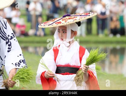 Izawa-no-miya Otaue-shiki, literally rice planting ritual, is held at ...