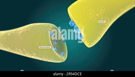 Selektive Serotonin-Wiederaufnahmehemmer (SSRI) sind ein ...