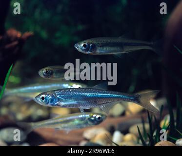 Moderlieschen, Leucaspius delineatus, Malinchen, Modke, Mutterloseken ...