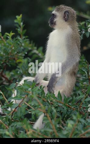 Der Vervet-Affe (Chlorocebus pygerythrus), oder einfach Vervet, ist ein ...