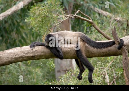 Der Klammeraffe hat Daumenlose Hände, dieser schrullige Potbumartige ...