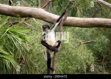 Der Klammeraffe hat Daumenlose Hände, dieser schrullige Potbumartige ...