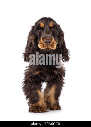 Majestätische Schokolade und Bräune, 3 Monate alter Cocker Spaniel-Hund ...