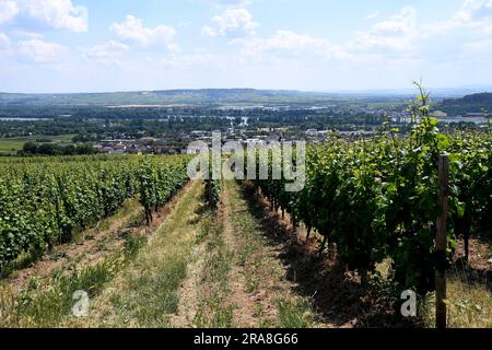 16. Juni 2023/ Rûdesheim-Hessen- Deutschland, Traubenfelder mit Blick ...